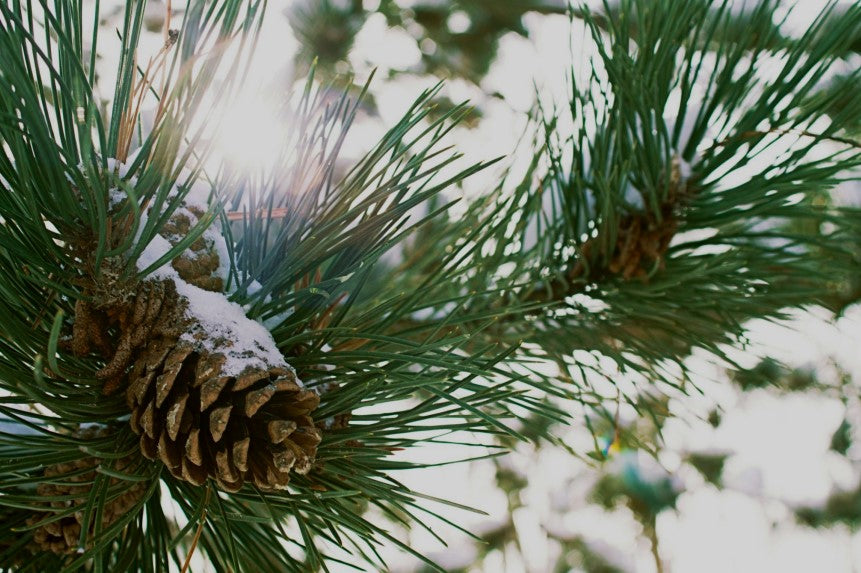 What is Lupercalia? - Asheville Pagan Supply